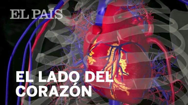 El Corazón Está del Lado Izquierdo: Mitos y Realidades sobre la ...