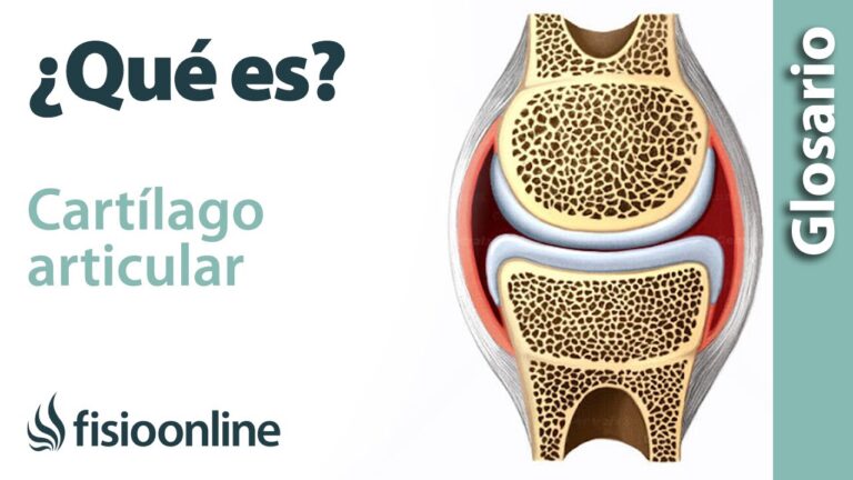 ¿Qué Función Cumplen los Cartílagos? Descubre su Importancia en el ...