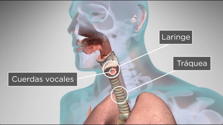 ¿Qué Función Tiene la Glotis? Descubre su Importancia en la Respiración ...